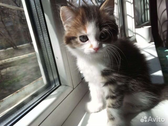 Котенок британки
