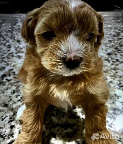 Крохи мальтипу ф1