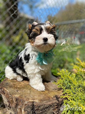 Очень красивый бивер мальчик