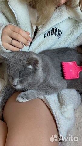 Британский кот