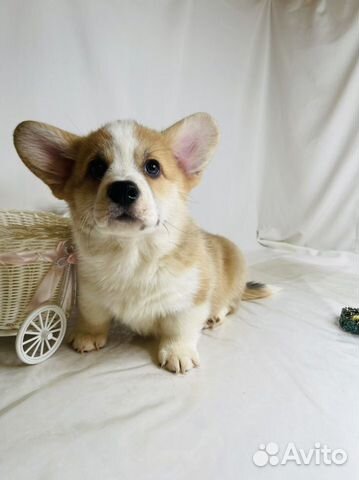 Вельш-корги пемброк мальчик рыже-белый