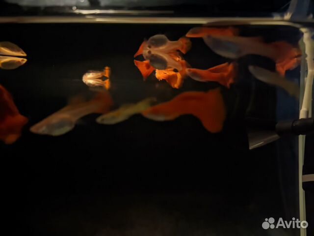 Гуппи Red Full Albino