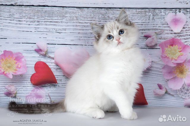 Рэгдолл девочка в разведение