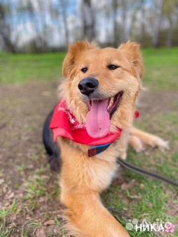 Собака в добрые руки