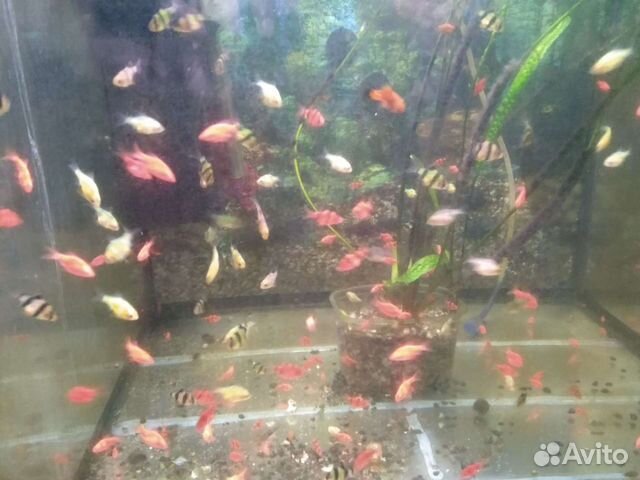 Аквариумные рыбки