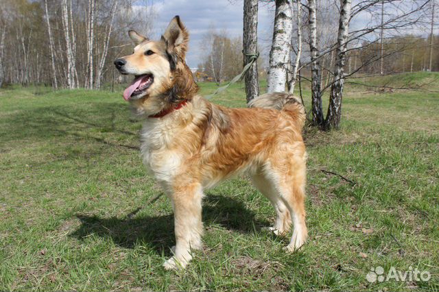 Жизнерадостный пёс Эрик ищет семью