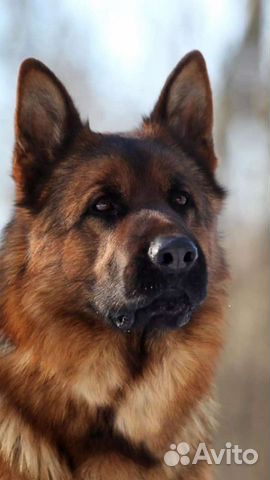 Детки немецкой овчарки