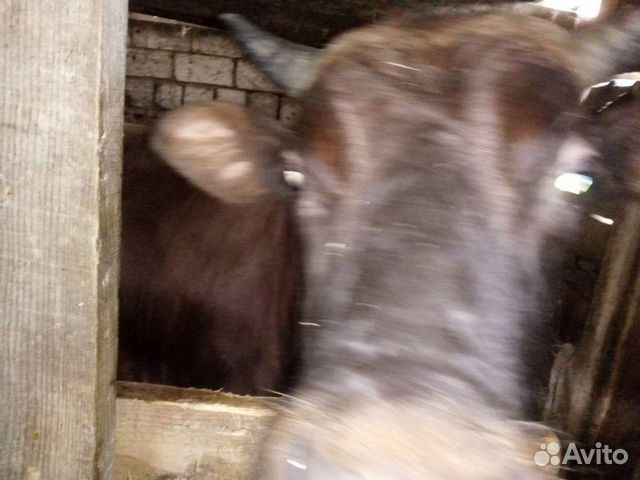 Быки на мясо