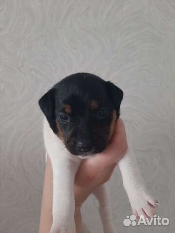 Щенки джек рассел терьер