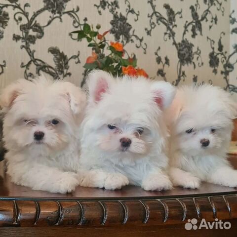 Мальчик Мальтипом