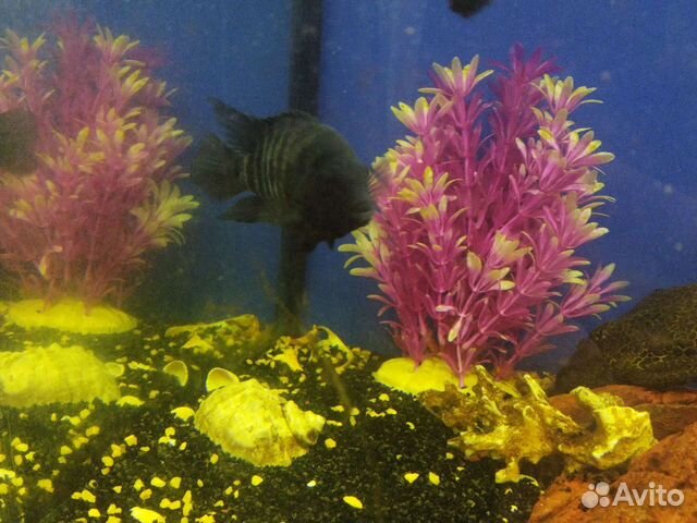 Аквариумное растение