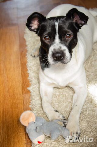 Собака Таша ищет Своего Человека