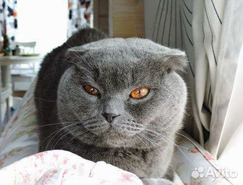 Вязка скоттиш фолд