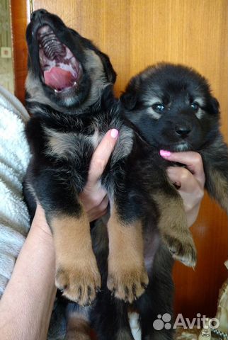 Немовчарки -красивые крепыши щенки
