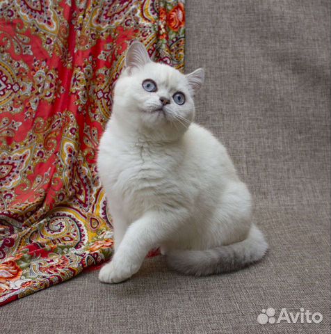 Британец, котенок Сахарок