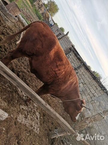 Коровы и телки на мясо