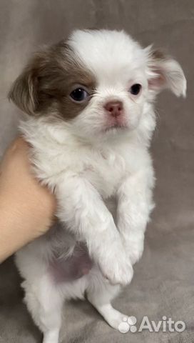 Свмый лучший чихуа