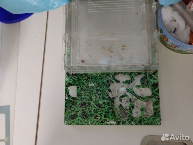 Муравьиная ферма в месте с муравьями с кормом