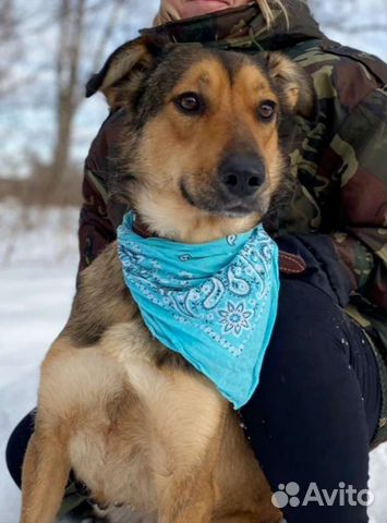 Собачка Линда ищет дом