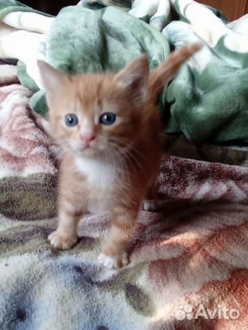 Котята рыжие бесплатно