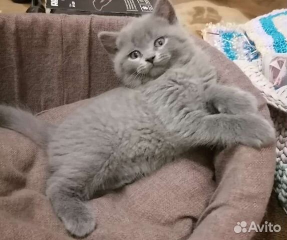 Британские котята