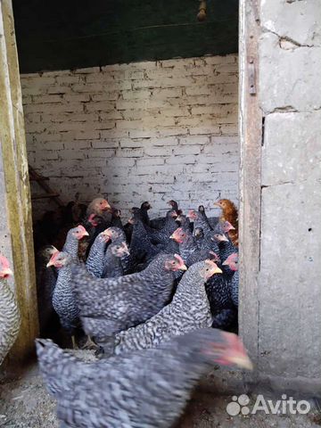 Курочка племут рок