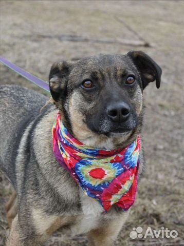 Дружелюбный пес Добби пропадает в приюте