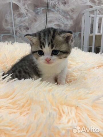 Британские котята