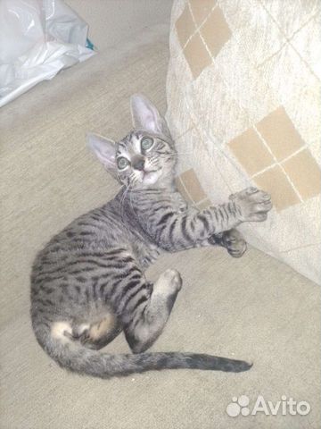 Кот корниш Серый - табби