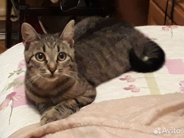 Кошка, 7 месяцев