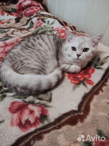 Шотландская