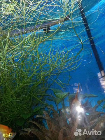 Аквариумные растения прополка