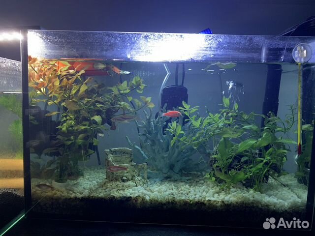 Аквариум с рыбками и оборудованием