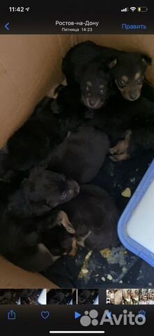 Щеночки мелкой породы