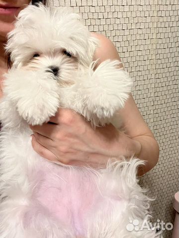 Мальтезе шоу-класс РКФ