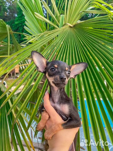 Супер мини той терьер