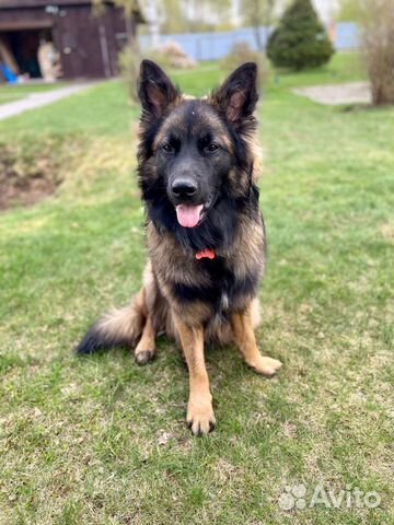 Немецкая овчарка в добрые руки