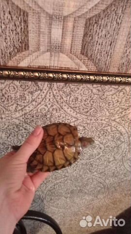 Черепашки красноухие. Две штучки. В миниаквариуме