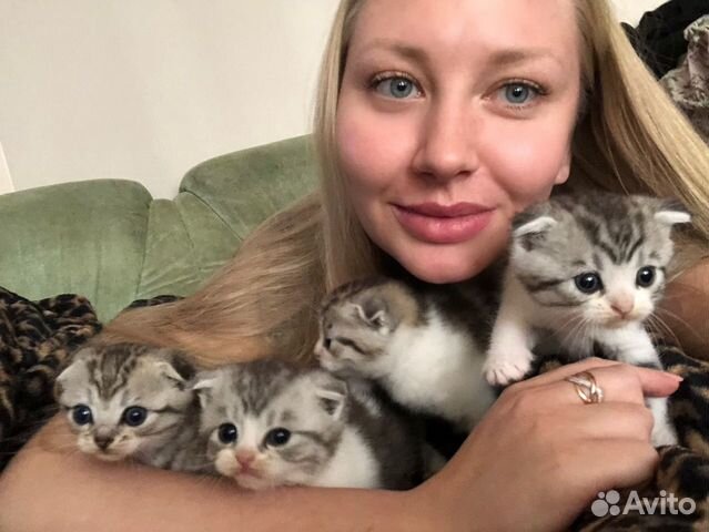 Британские вислоухие котята