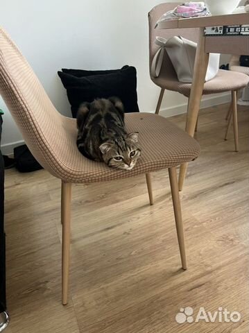 Шотландская кошечка