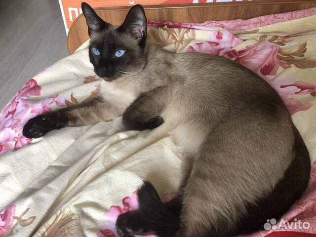 Кошка сиамская потерялась