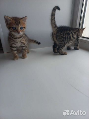 Бенгальские котята