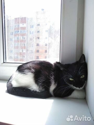 Кошки в добрые руки