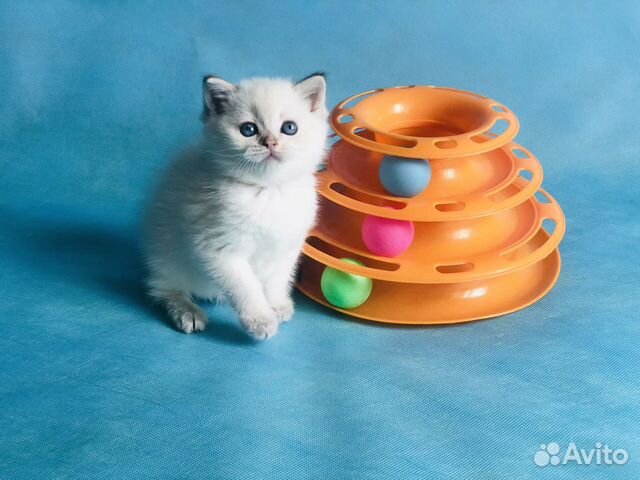 Голубоглазое чудо