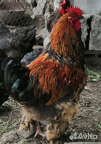 Петух брама