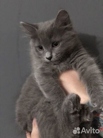 Кошечка Породистая