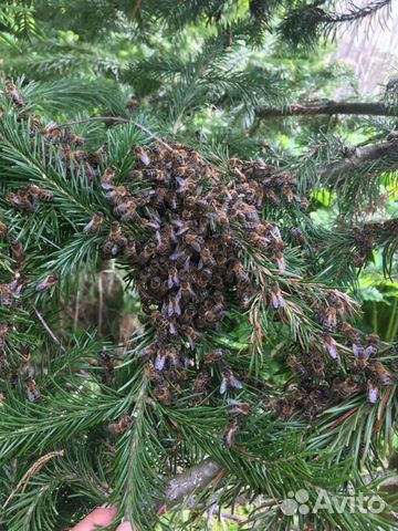 Пчелы среднерусской породы (пакет)