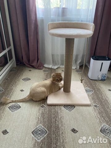 Кошка в дар бесплатно