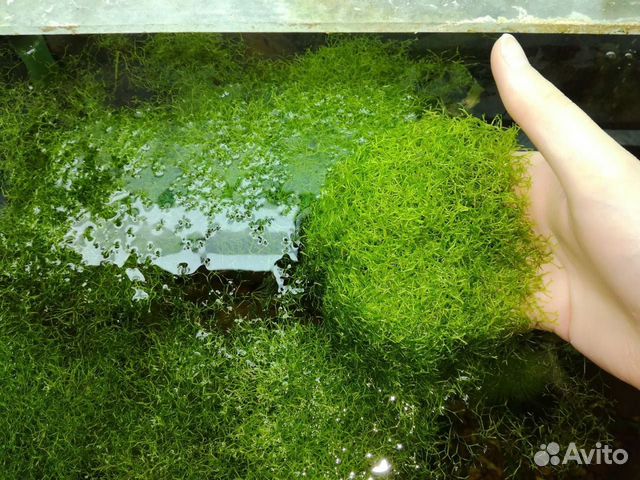 Риччия для аквариума