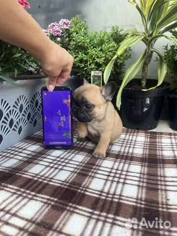 Микрофранцузскийбульдог